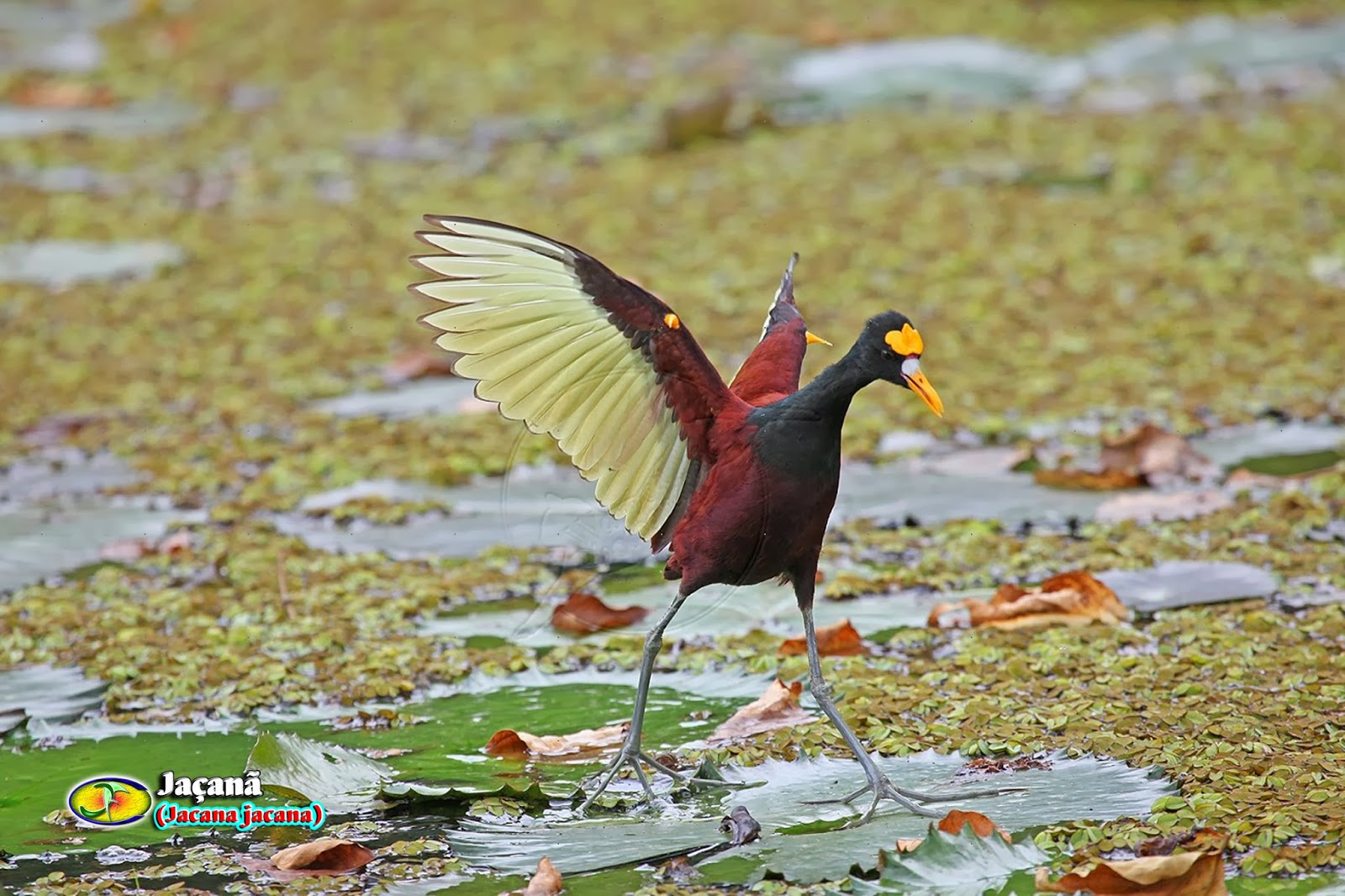 Zoologia: Jaçanã (Jacana jacana)